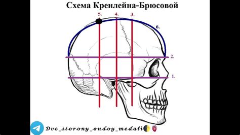 Схема черепно мозговой топографии схема Кренлейна Брюсовой Youtube