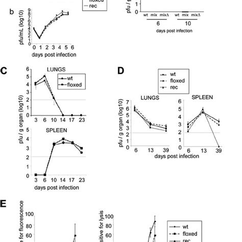 Ec And B Cells Are Infected Early During Mhv 68 Infection And