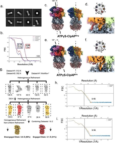 Atpγs Clpap Cryoem Data Analysis A Reference Free 2d Class Averages Of Download Scientific