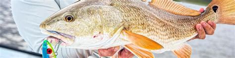 What Lures Are Best For Redfish Tackledirect