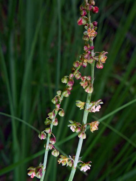 Photographs Of Rumex Acetosella Uk Wildflowers Two Stems