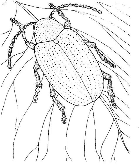 June Bug Coloring Pages
