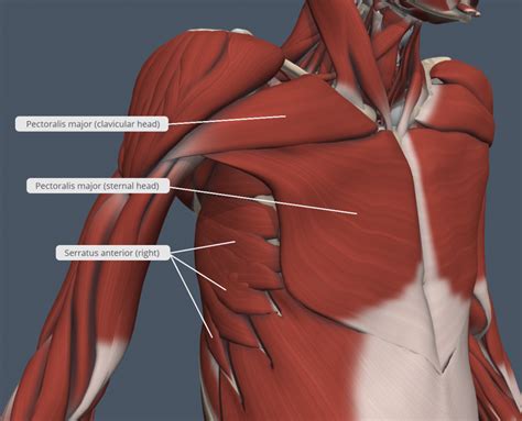 Thorax Muscles Anatomy