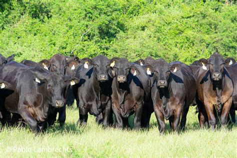 Mundial De La Raza Brangus A Puro Remate Más Producción