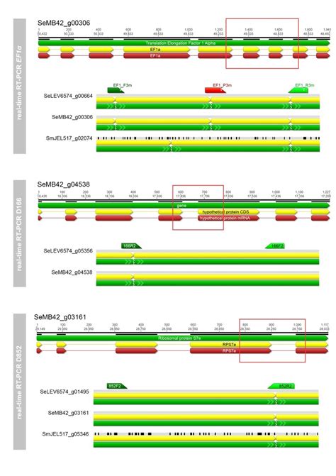 Oligonucleotide Design Target Genes Of The Three Real Time RT PCR
