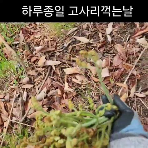 고산 3시간 고사리 꺾는 날 명쾌한 소리 고사리산 부모님 말자취 Youtube
