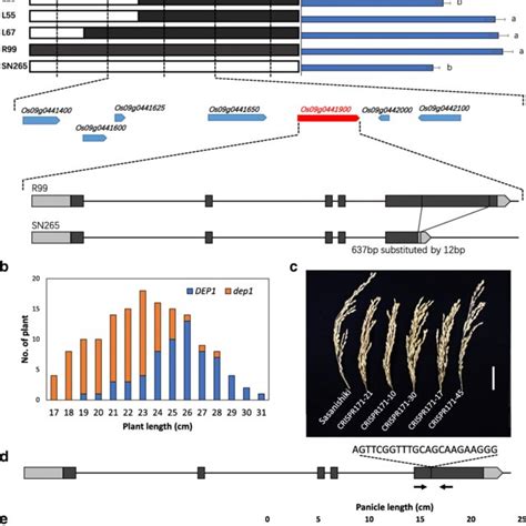 Fine Mapping And Crispr Cas9 Gene Editing Of Qpl9 Dep1 A Fine Mapping