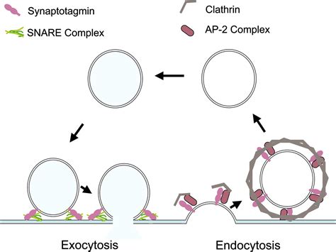 Synaptotagmin Promotes Both Vesicle Fusion And Recycling Pnas