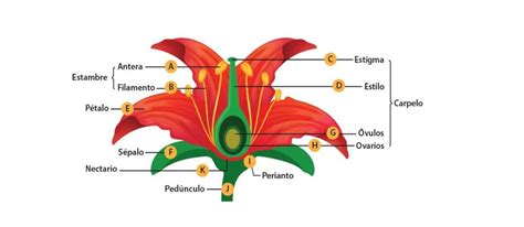 Partes De Una Flor Web Del Maestro Partes De La Flor