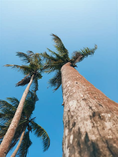 Trees Perspective Coconut Free Photo On Pixabay Pixabay