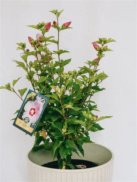 Minerva Rose Of Sharon Althea Landscapedirect