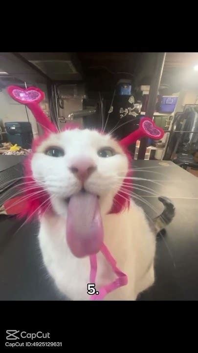 Kittys Youtube