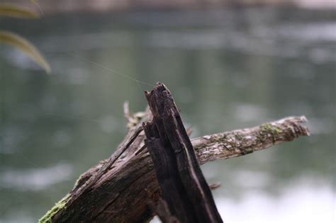 Nature Web Cobweb Free Photo On Pixabay Pixabay