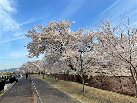 昼と夜異なる美しさもつ桜が満開de愛ひろば滋賀県草津見ごろのピークを迎える
