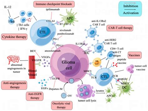 Immunotherapy For Recurrent Glioma From Bench To Bedside Encyclopedia MDPI