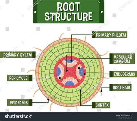 Internal Structure Root Diagram Illustration Stock Vector Royalty Free Shutterstock