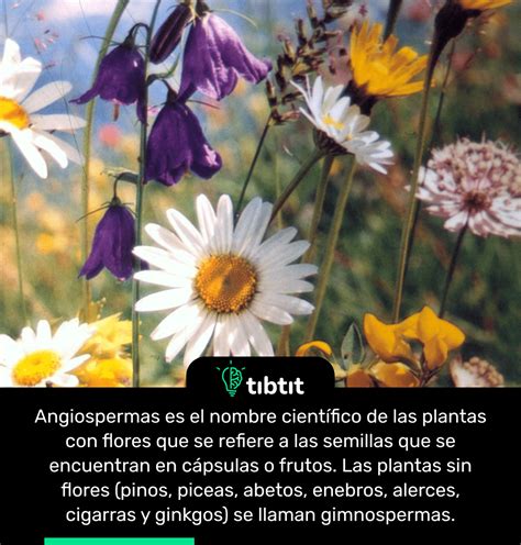 Sabías Que Angiospermas Es El Nombre Científico De Las Plantas Con