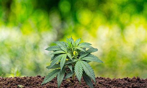 Autoflower Cannabis Growing Guide A Comprehensive Week By Week