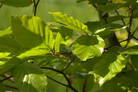 Gewone Beuk Groene Beuk Fagus Sylvatica Kopen