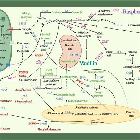 Schematic Presentation Of Biosynthetic Pathways Leading To The