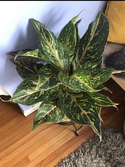 Aroid Of The Day Aglaonema Pictum Tricolor And The Genus Aglaonema