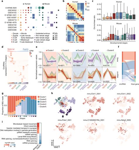 Dissection Of Zygotic Circrna Activation During The Maternal To Zygotic