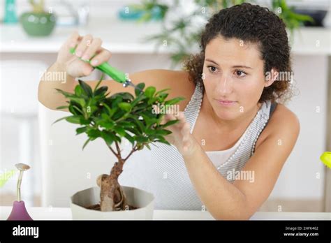 Man Trimming Bonsai Tree Hi Res Stock Photography And Images Alamy