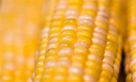 Single Closeup Corn On Cobbb Classroom Clip Art