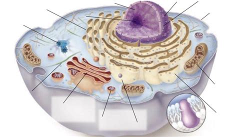 Unit Cell Biology Diagram Quizlet