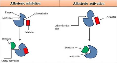 Allosteric Inhibition Structural Biochemistry Enzyme Allosteric Enzymes Download Scientific