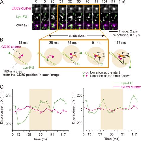 High Speed Simultaneous Two Color Single Molecule Imaging Showed Download Scientific Diagram