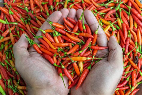 Birds Eye Chilli Benefits Natures Spicy Medicine