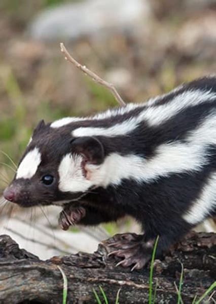 Spotted Skunk Fan Casting