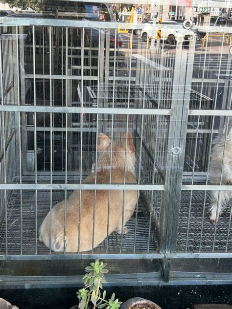 今天經過一間寵物 店看到胖狗覺得很可愛就拍了照片，結果老闆馬上衝出來問在拍什麼，叫我刪掉，當下刪了。事後覺得莫名其妙，反應也太大，事有蹊蹺！ 果不其然是間黑心寵物店，被檢舉過好多次，還上新聞