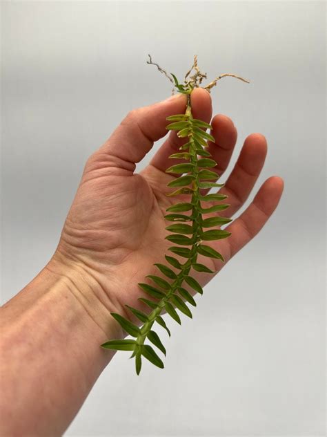 Dichaea Muricata Mini Orchid Etsy