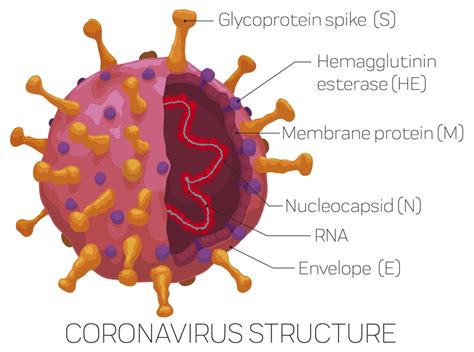 COVID 19 Vaccines Spike Proteins And Blocking The Deadly Virus