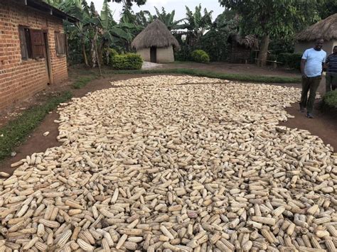 Transforming Ugandan Farmers Tuf Srccf