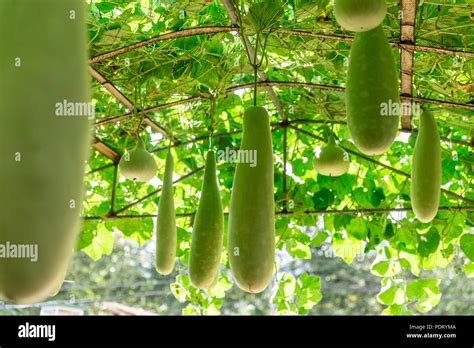 Long Calabash Gourd Big Hanging Vegetable Vine Green In Countryside Organic Agriculture Farm