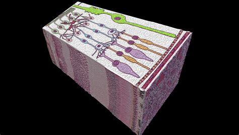 artstation 3d model retinal layers detail microscopic and schematic