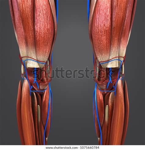 Knee Joint Muscle Anatomy Arteries Veins Stock Illustration 1075660784