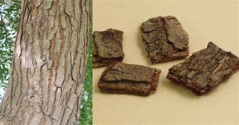 வேப்பம் பட்டையின் மருத்துவம் Moolikai Veppam Pattai Herb Neem Bark
