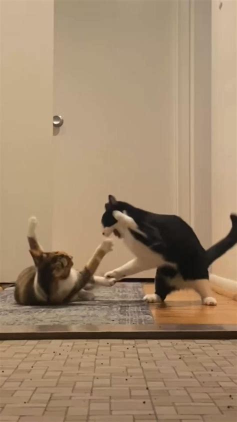 Calico Seraphine Vs Tuxedo Cat Figaro Cat Memes Calico Cat Cat Breeds