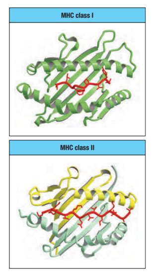 Antigen Minimum Size For A Peptideprotein To Be Immunogenic In Human
