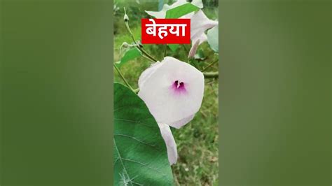 Ipomia Fistulosa Flowers Guesstheflower Shortsvideo Shorts Youtube