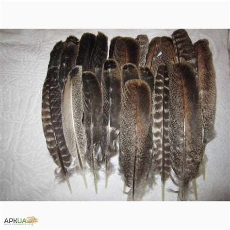 Продам перо индюка и гуся, Киев — APKUA
