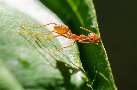 Hormigas Tejedoras O Hormigas Verdes Oecophylla Smaragdina 16737558