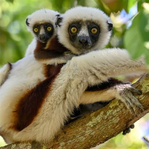 Wildlife Madagascar