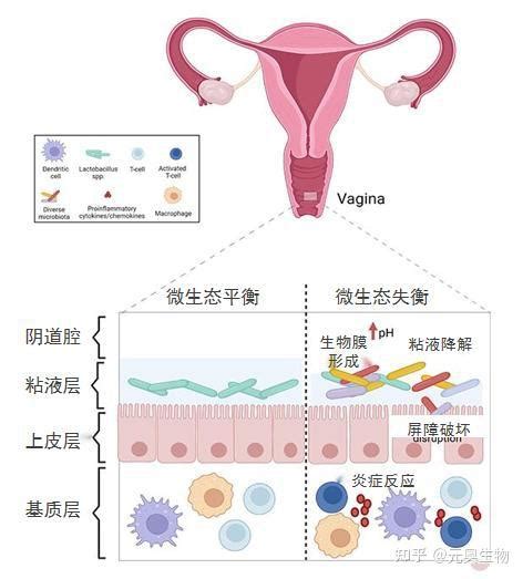 女性阴道菌群与健康：从失衡到平衡的科学指南｜元奥科普 知乎