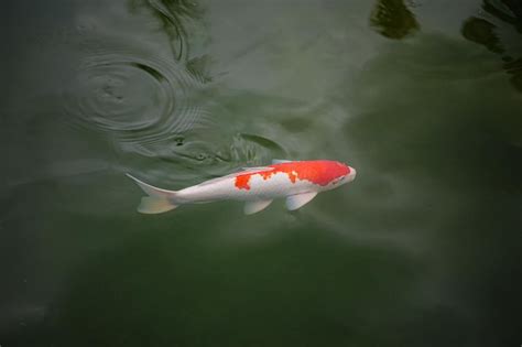 Premium Photo Beautiful Decorative Carps Swim In An Artificial Lake