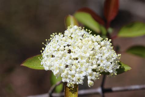 Rusty Blackhaw By Botanicus Fireside On Deviantart
